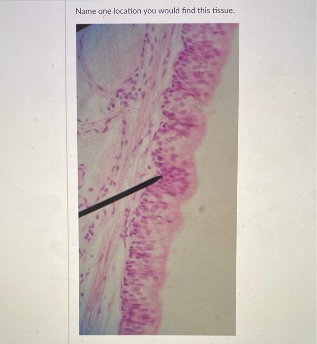 Solved What is the function of the tissue at the pointer? | Chegg.com