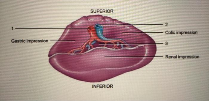 Solved SUPERIOR 2 Colic impression Gastric impression 3 | Chegg.com