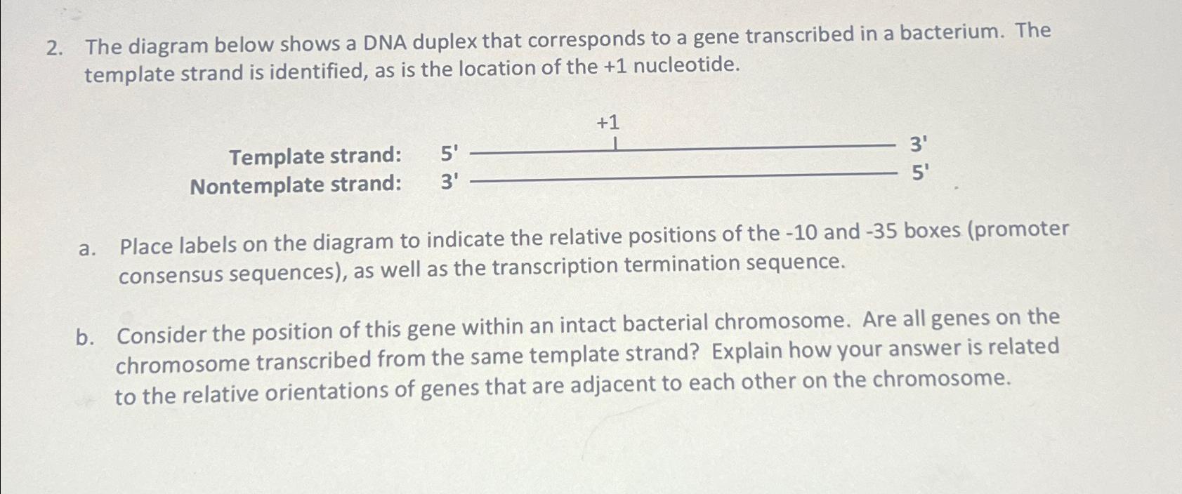 Solved The diagram below shows a DNA duplex that corresponds | Chegg.com