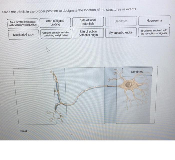 Solved Place the labels in the proper position to designate | Chegg.com