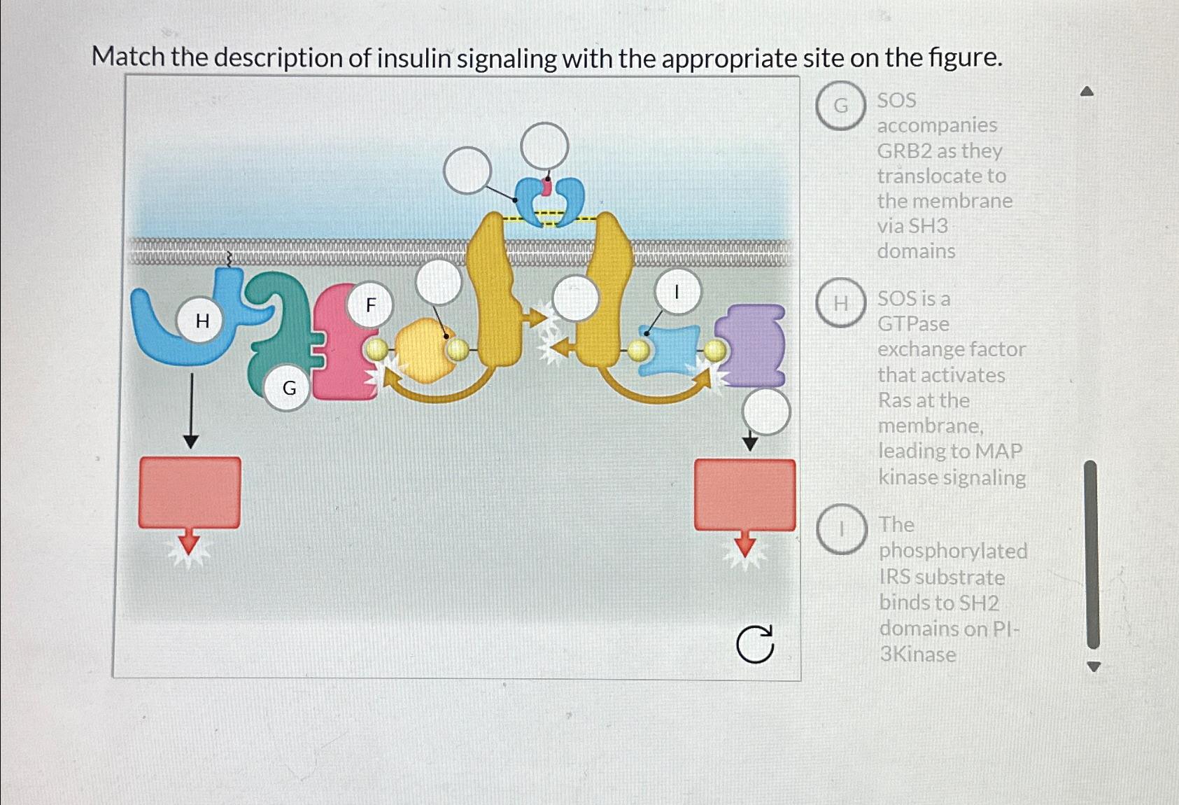 Solved Match the description of insulin signaling with the | Chegg.com
