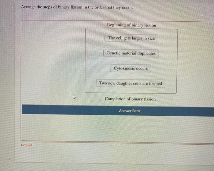 Solved Arrange the steps of binary fission in the order that | Chegg.com
