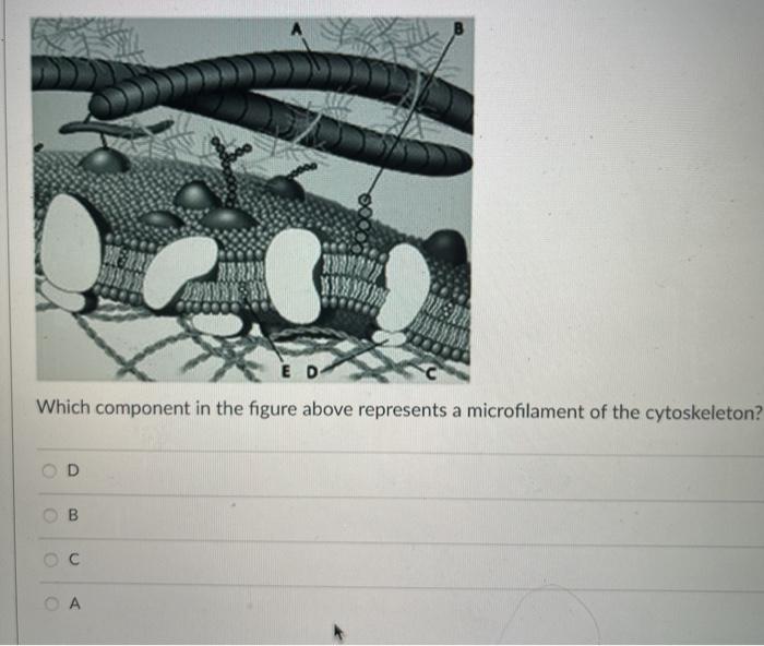 Solved MWA ED Which component in the figure above represents | Chegg.com