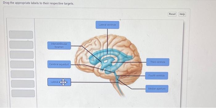 Solved Drag the appropriate labels to their respective | Chegg.com