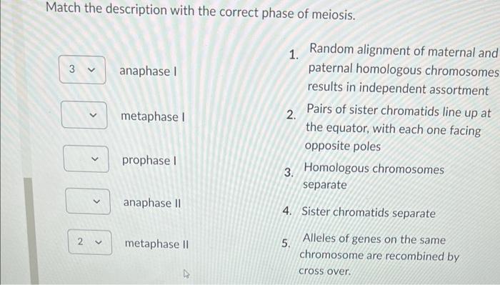 Solved Match the description with the correct phase of | Chegg.com