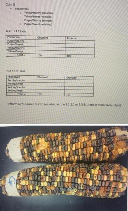 Solved Count 100 kernels on each of the different types of | Chegg.com