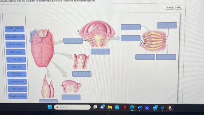 Solved Drag the labels onto the diagram to identify the | Chegg.com