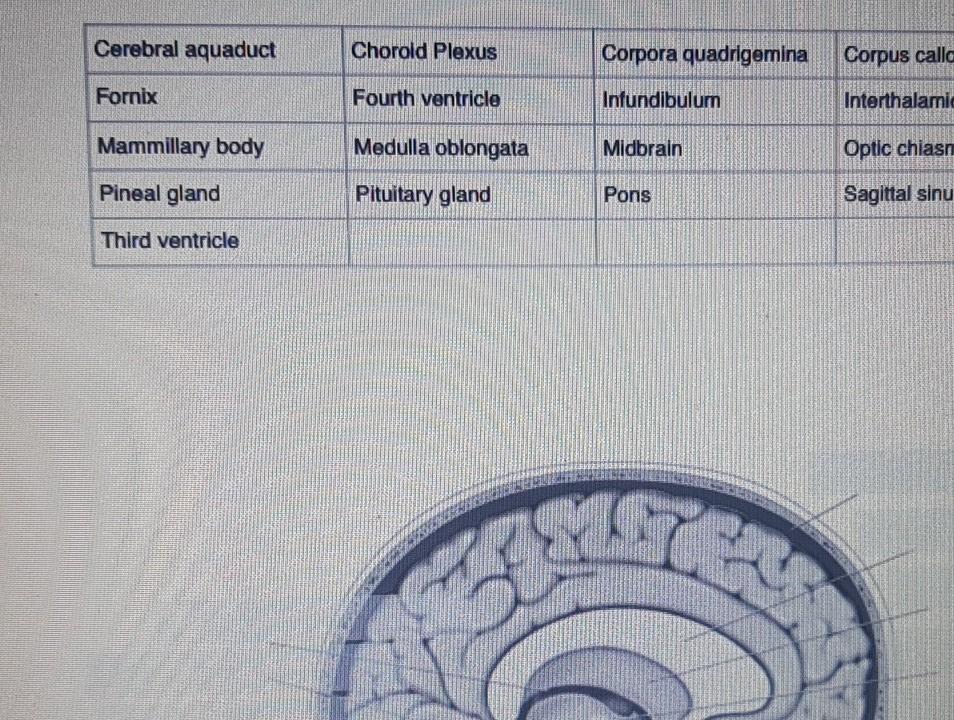 Solved Cerebral aquaduct Chorold Plexus Corpora quadrigemina | Chegg.com