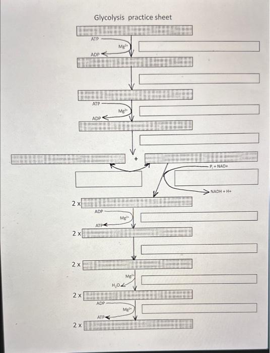 Blank Glycolysis Worksheet