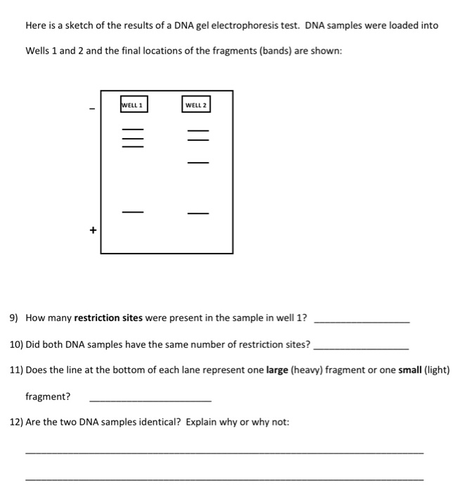 Solved Here is a sketch of the results of a DNA gel | Chegg.com