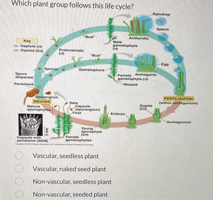 Vascular Seedless Plants Life Cycle