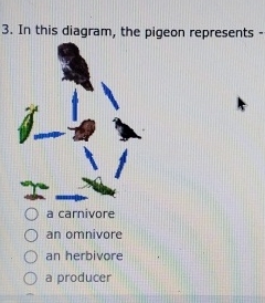 Solved In this diagram, the pigeon represents - ﻿a | Chegg.com