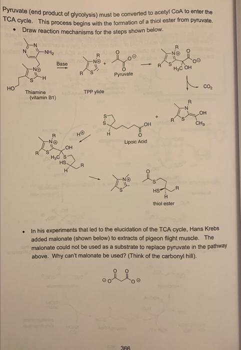Solved Pyruvate (end product of glycolysis) must be | Chegg.com