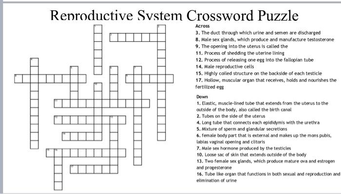 Solved Reproductive Svstem Crossword Puzzle Across 3. The | Chegg.com