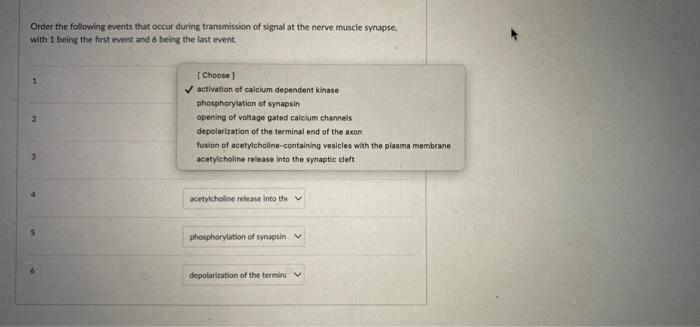 Solved Order the following events that occur during | Chegg.com