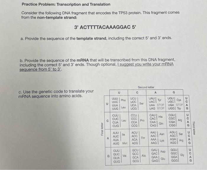 Solved Practice Problem: Transcription and Translation | Chegg.com