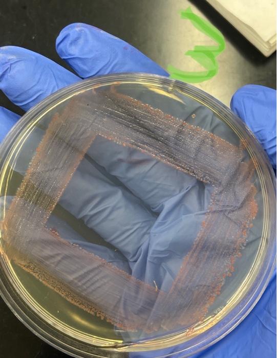 Solved From an unknow bacteria this teo starch plates came | Chegg.com