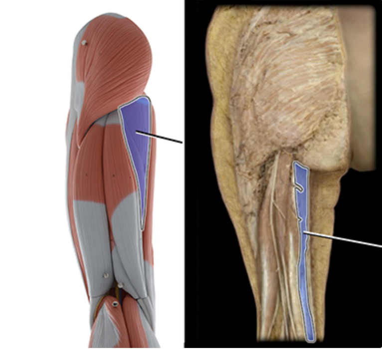 Solved Which structure is highlighted and indicated by the | Chegg.com
