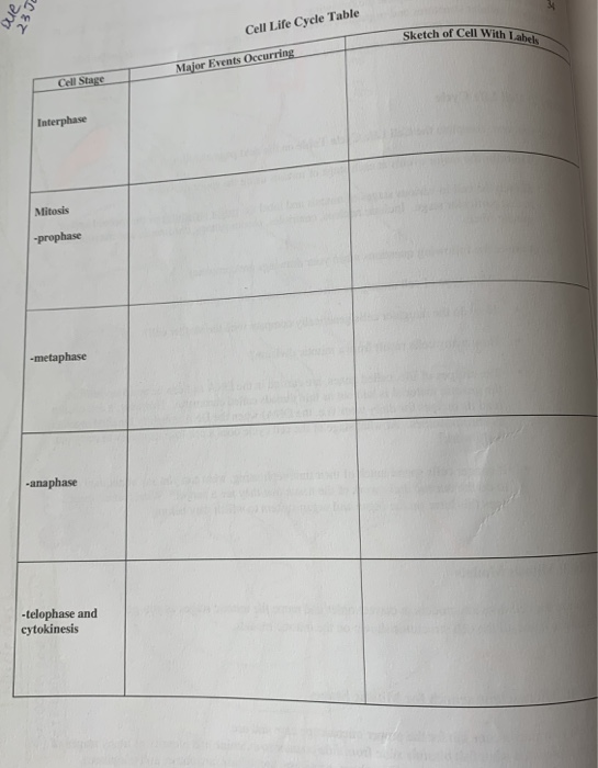 Solved Sketch of Cell With Labels and Cell Life Cycle Table | Chegg.com