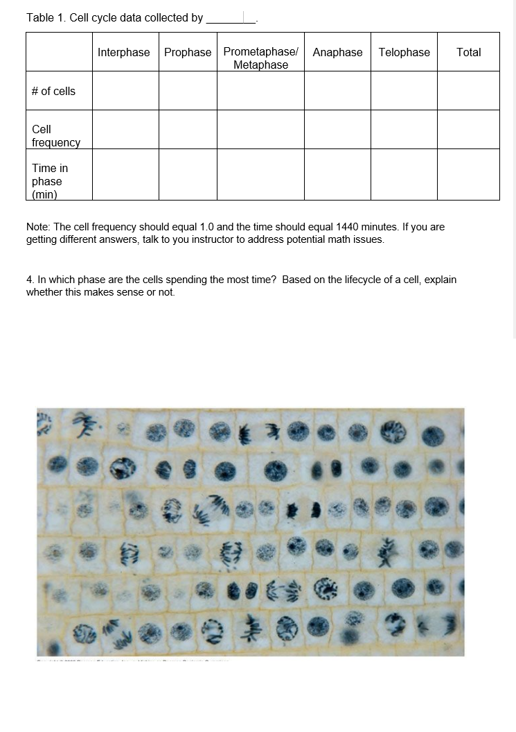 Table 1. ﻿Cell cycle data collected by | Chegg.com