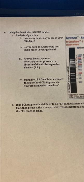 Using the GeneRuler 1kB DNA ladder, a. Analysis of | Chegg.com