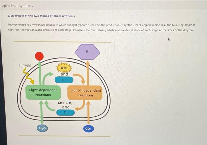 Two Stages Of Photosynthesis