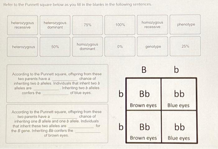 Solved Refer to the Punnett square below as you fill in the | Chegg.com