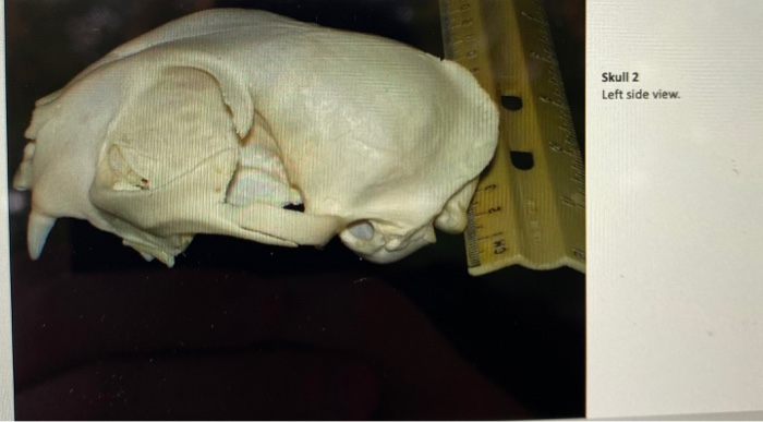 Solved Dichotomous Key Cheek teeth all about the same shape: | Chegg.com