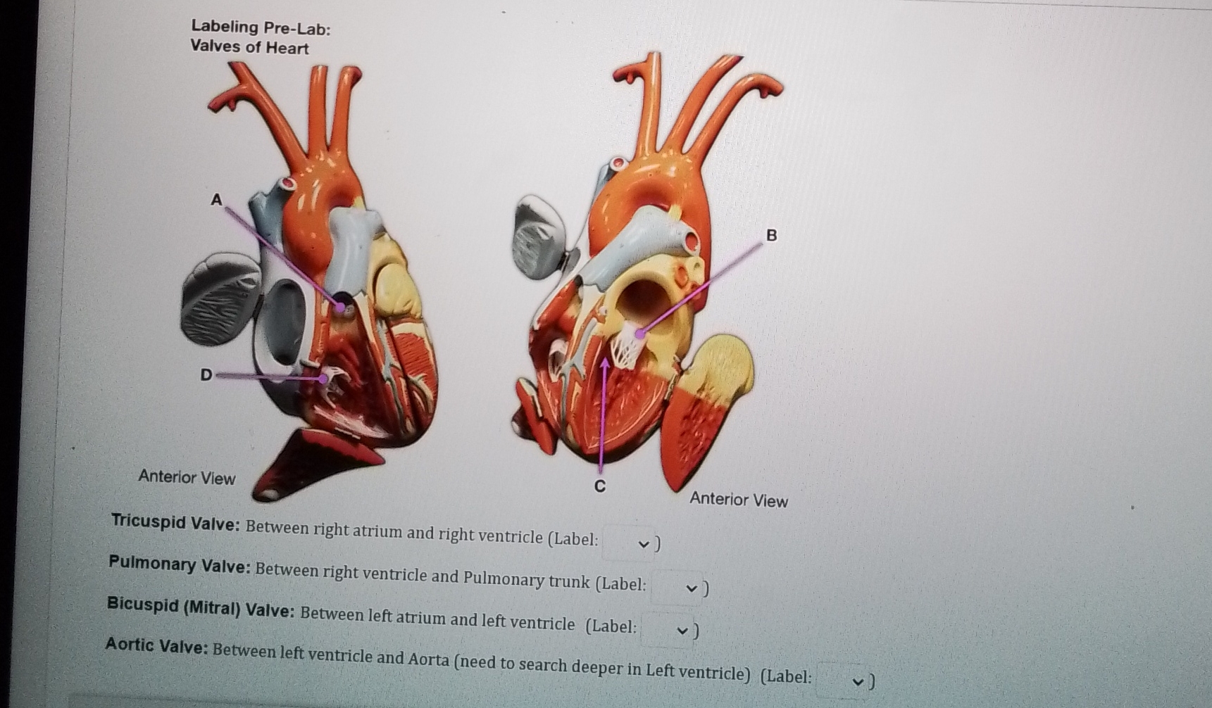 Solved Labelinn Pra_I ah.Tricuspid Valve: Between right | Chegg.com