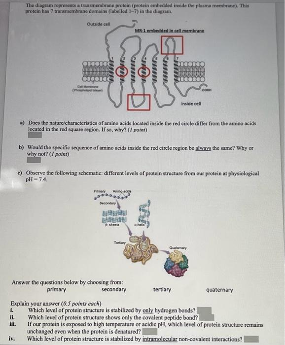 Solved The diagram represents a transmembrane protein | Chegg.com