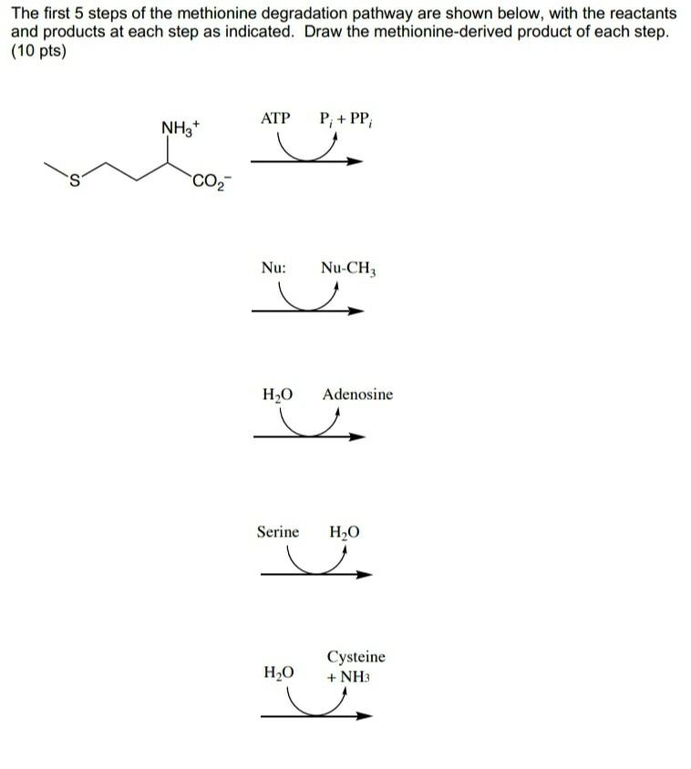Solved The first 5 steps of the methionine degradation | Chegg.com