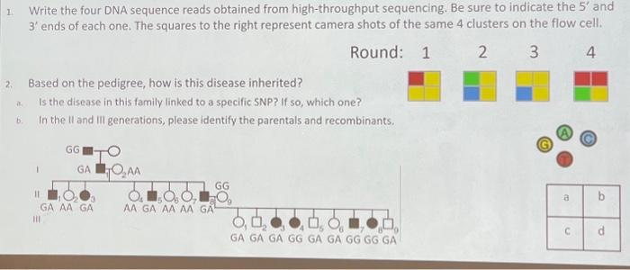 Solved 1. Write the four DNA sequence reads obtained from | Chegg.com
