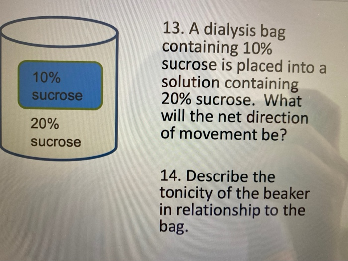 Solved 10% 13. A dialysis bag containing 10% sucrose is | Chegg.com