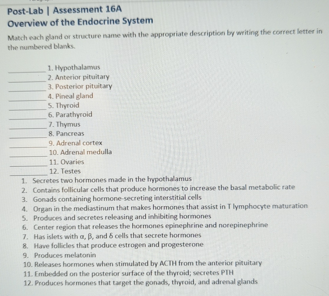 Solved Post-Lab | ﻿Assessment 16A Overview of the Endocrine | Chegg.com