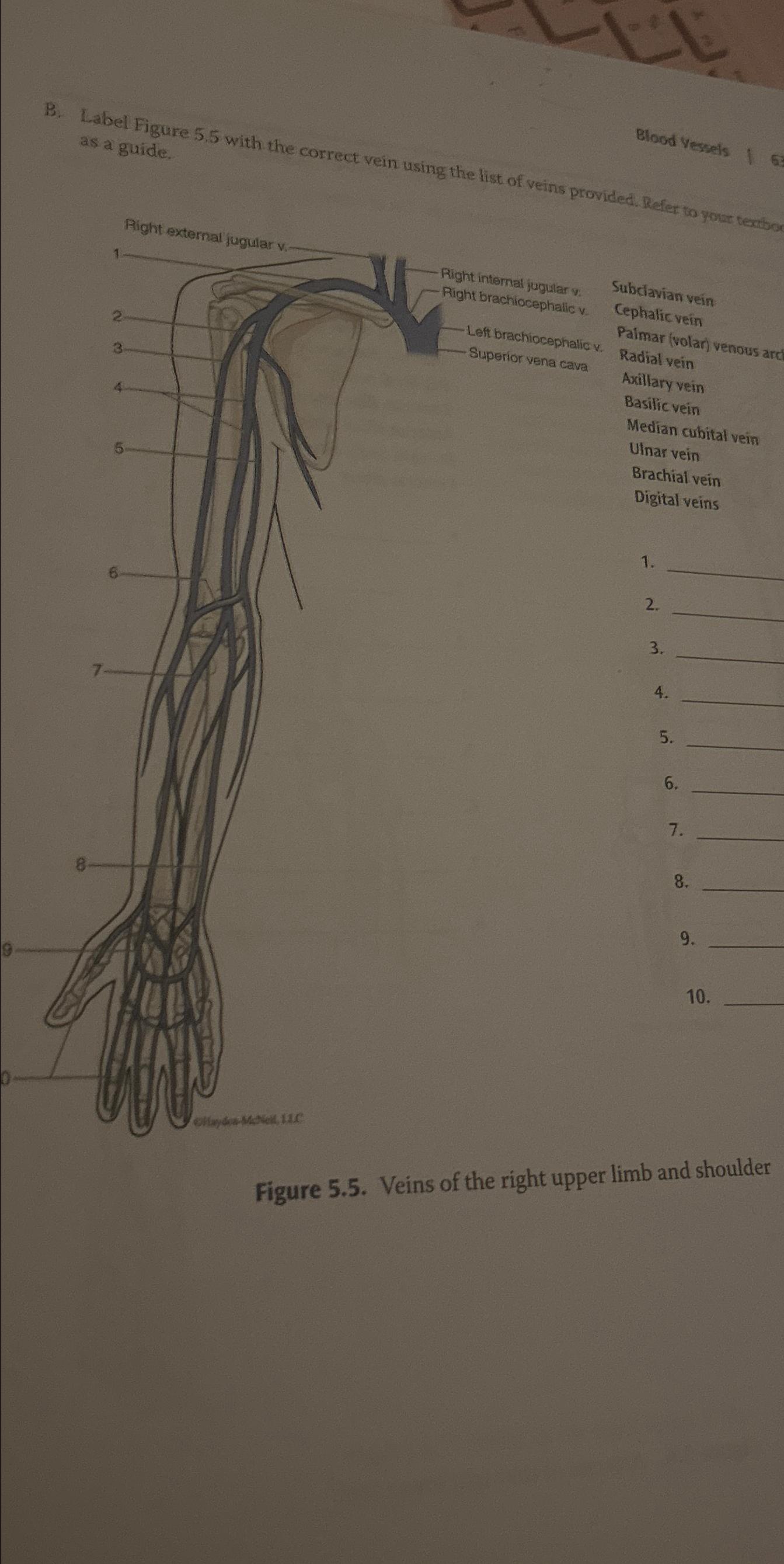 Solved BB. ﻿Label Figure 5.5 ﻿with the correct vein using | Chegg.com
