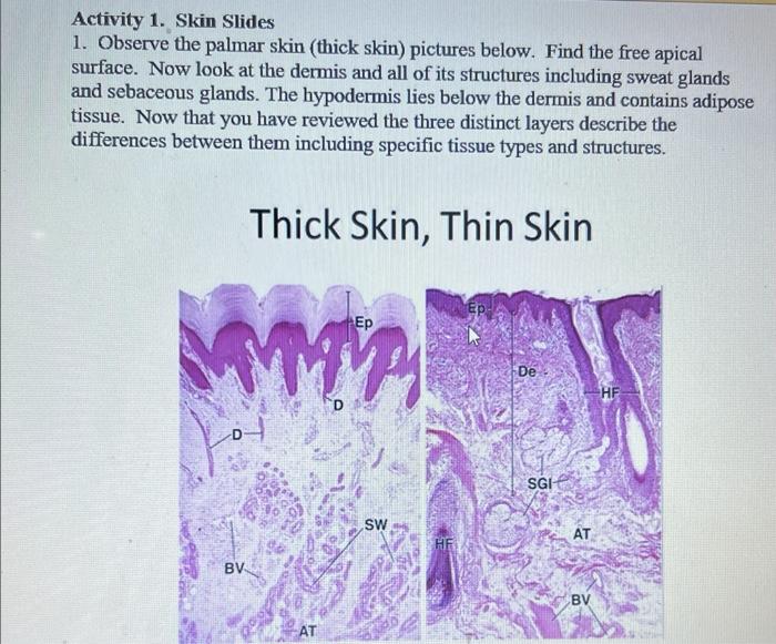 Solved Activity 1. Skin Slides 1. Observe the palmar skin | Chegg.com