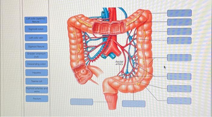 Solved Left colic (splenic) flexure Sigmoid colon Left colic | Chegg.com