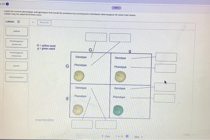 Solved Label the correct phenotype and genobye that would be | Chegg.com Solved Label the correct phenotype and genobye that would be | Chegg.com