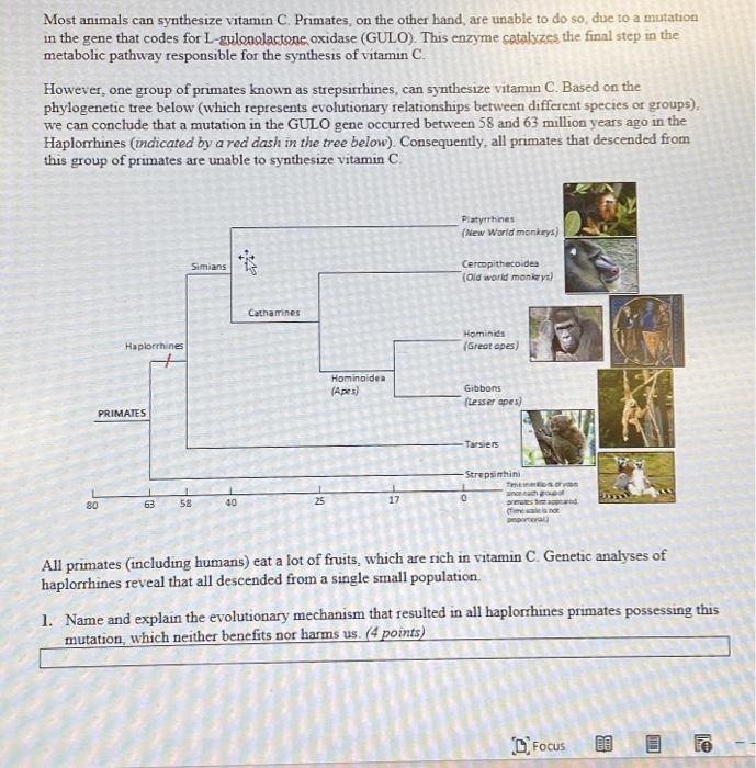 Solved Most animals can synthesize vitamin C. Primates, on | Chegg.com