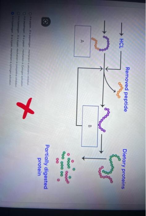 Partially digested proteinQuestion 19 In the figure | Chegg.com