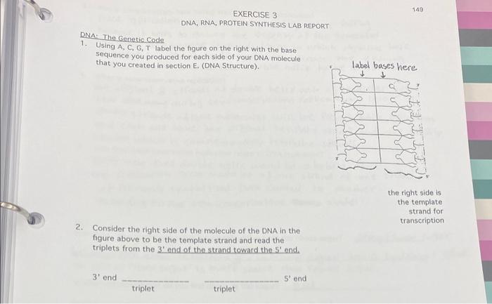 DNA: The Genetic Code 1. Using A,C,G,T label the | Chegg.com