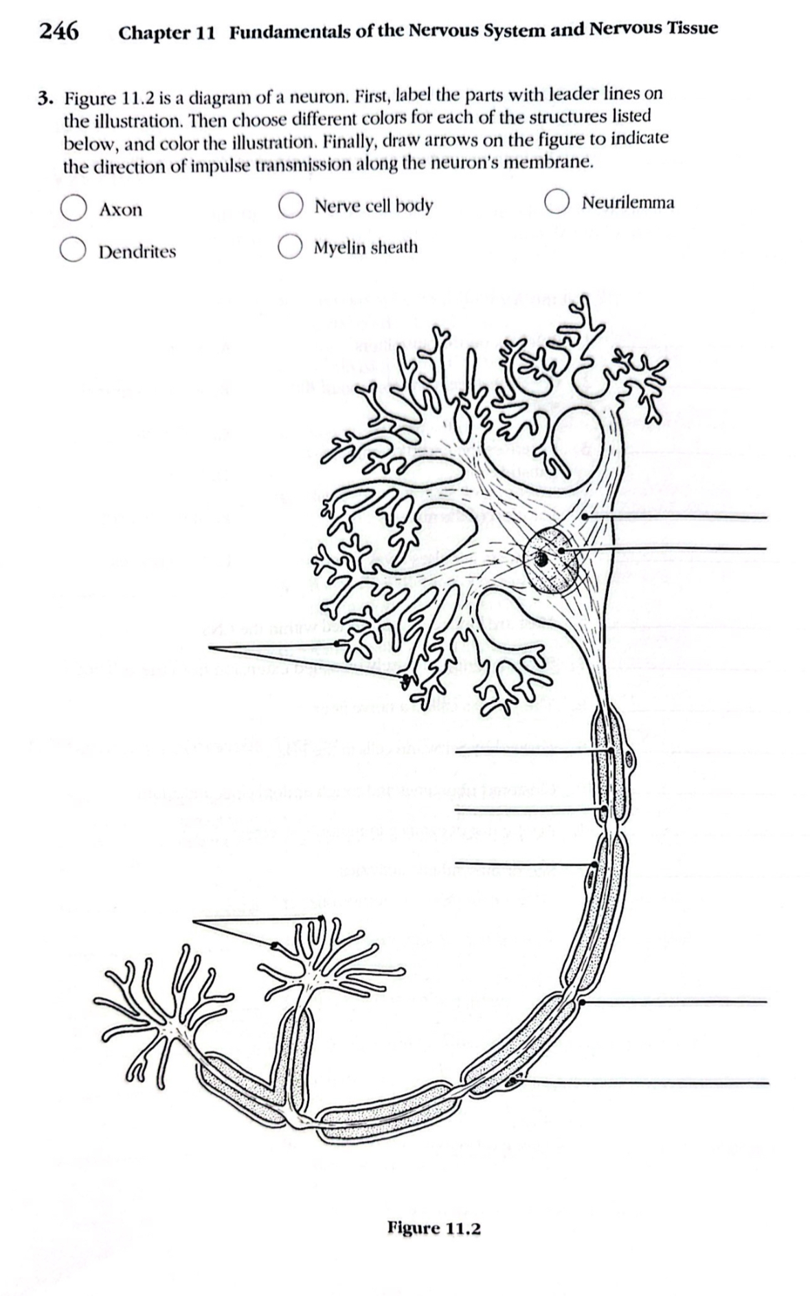 Solved 246Chapter 11 ﻿Fundamentals of the Nervous System and | Chegg.com