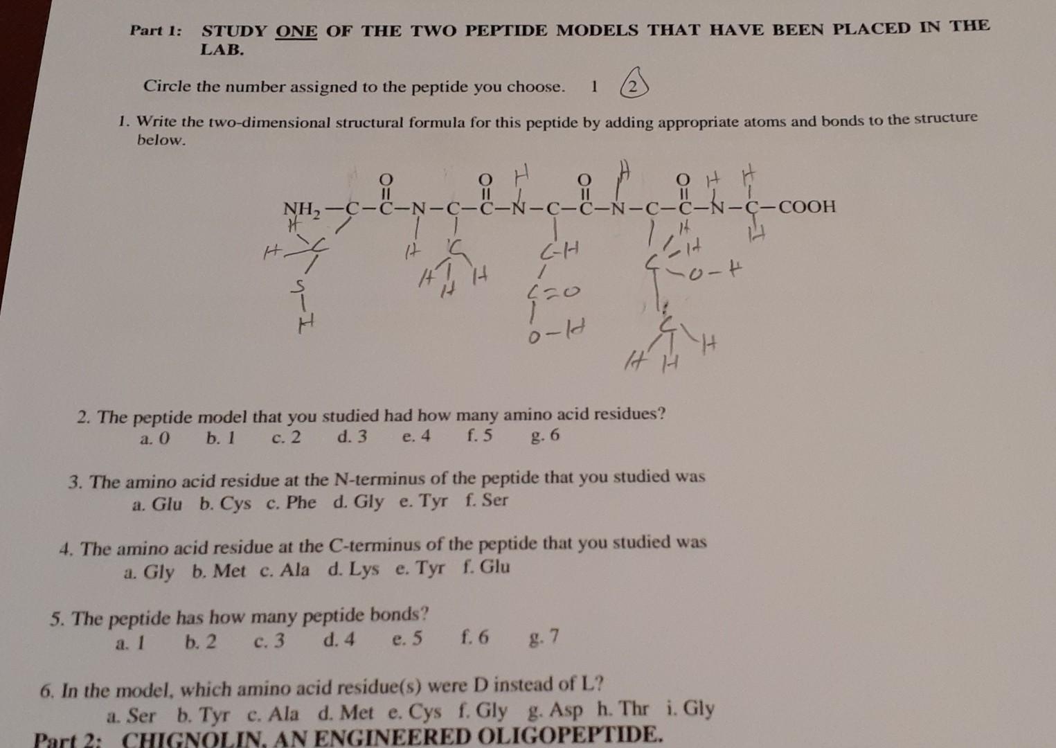 Solved Part 1: STUDY ONE OF THE TWO PEPTIDE MODELS THAT HAVE | Chegg.com