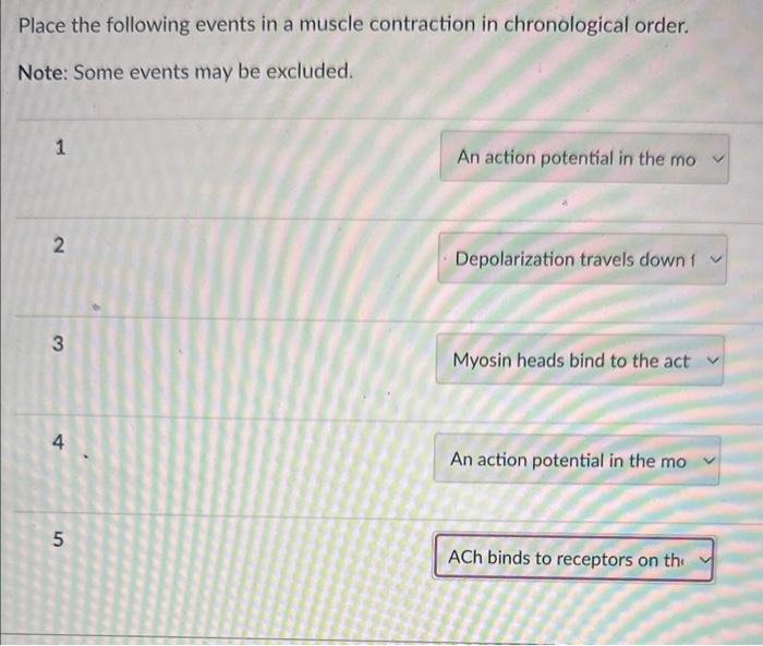 Place the following events in a muscle contraction in | Chegg.com