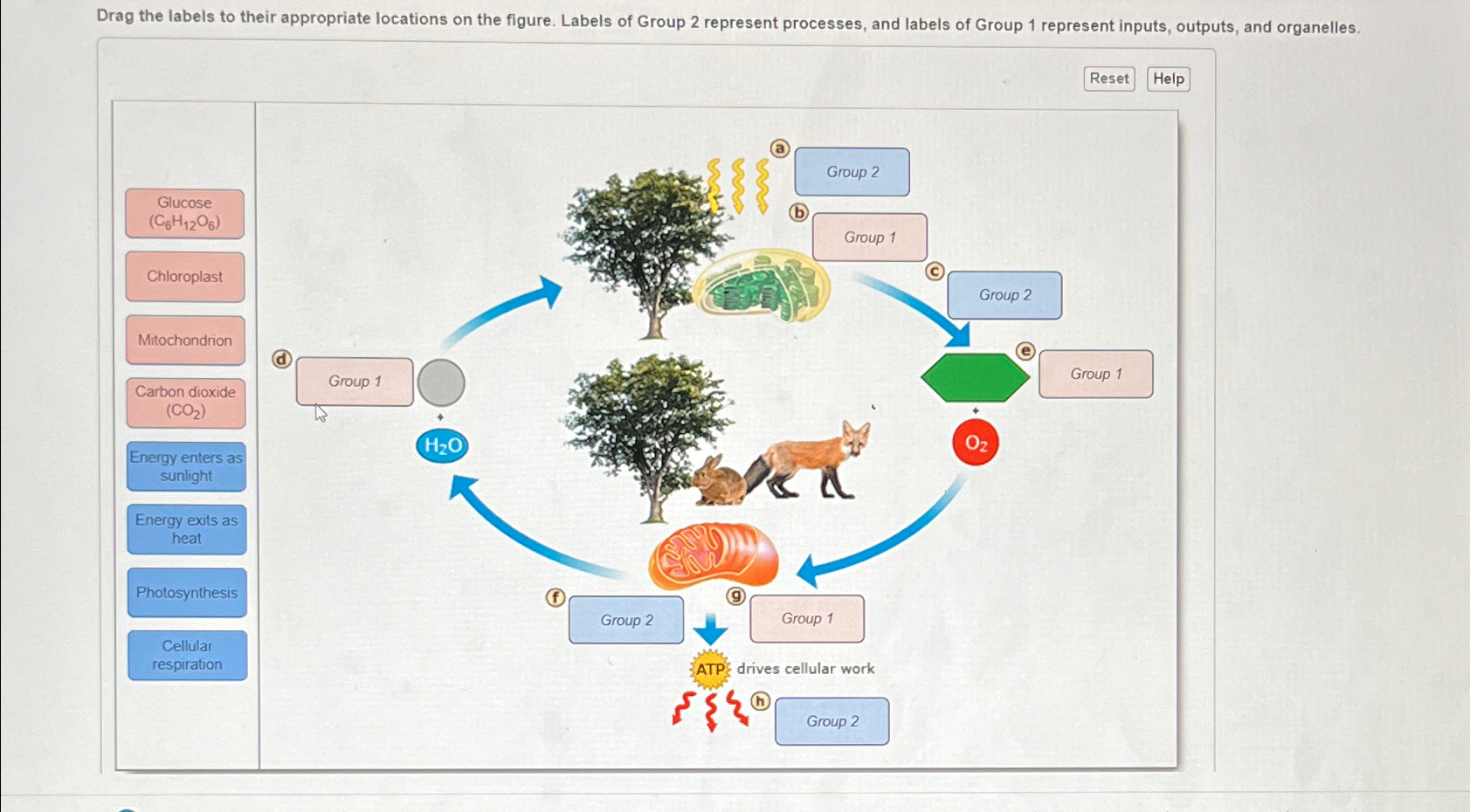 Solved Drag the labels to their appropriate locations on the | Chegg.com