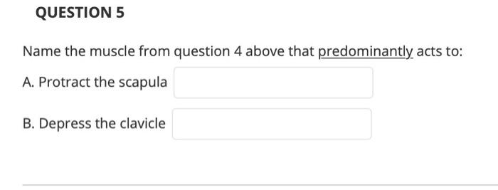 Solved Name the muscle from question 4 above that | Chegg.com