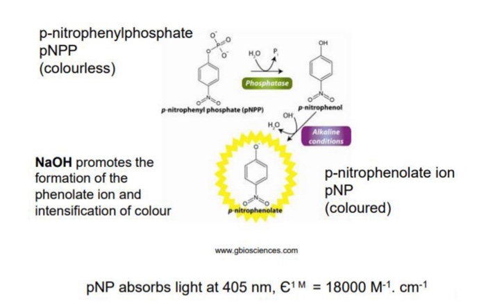 Solved What is the effects of inorganic phosphate on | Chegg.com