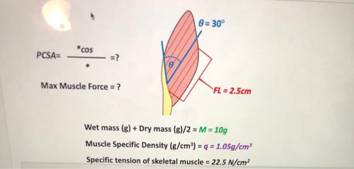 Solved 0 = 30° *cos PCSA= =? Max Muscle Force = ? FL= 2.5cm | Chegg.com
