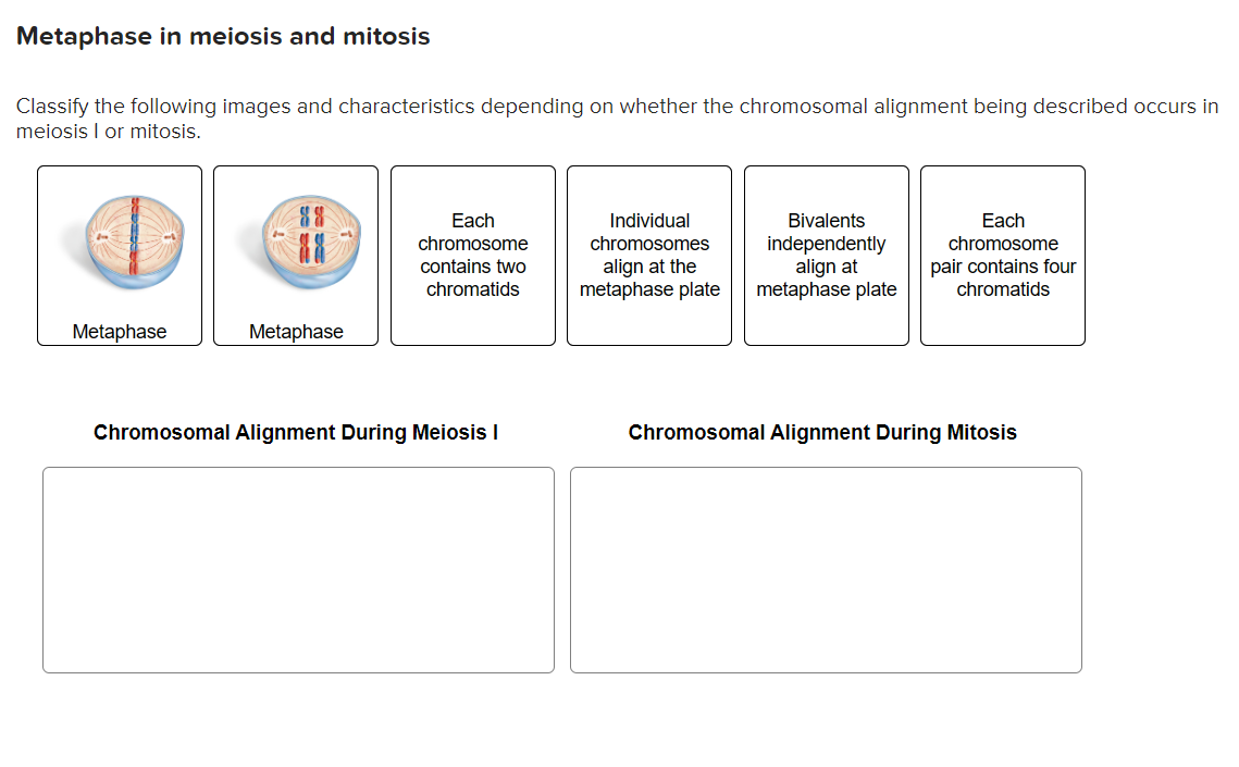 Solved Metaphase in meiosis and mitosisClassify the | Chegg.com Solved Metaphase in meiosis and mitosisClassify the | Chegg.com