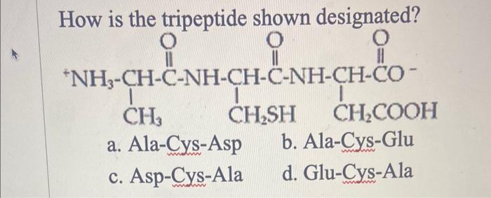 Solved How is the tripeptide shown designated? a. | Chegg.com